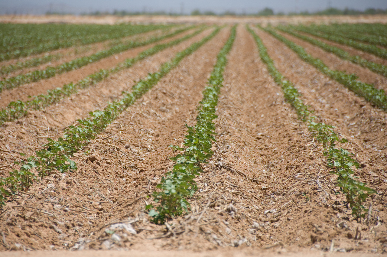 Navajo Crops